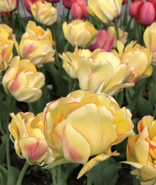 Giant Darwin Hybrid Tulips | John Scheepers Beauty from Bulbs