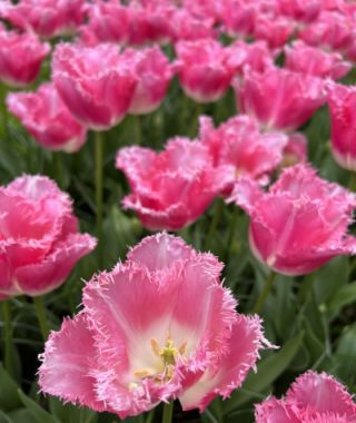 Fringed Tulips | John Scheepers Beauty from Bulbs