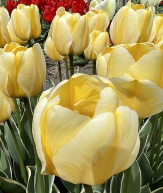 Giant Darwin Hybrid Tulips | John Scheepers Beauty from Bulbs