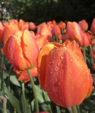 Giant Darwin Hybrid Tulips | John Scheepers Beauty from Bulbs