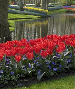Emperor Tulips | John Scheepers Beauty from Bulbs