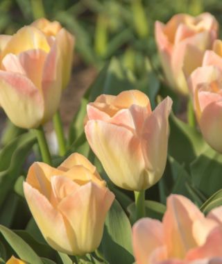 Giant Darwin Hybrid Tulips | John Scheepers Beauty from Bulbs