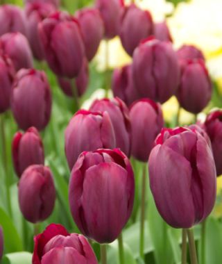 Single Late Tulips