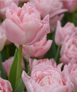 Double Early Tulips | John Scheepers Beauty from Bulbs