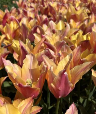 Lily Flowering Tulips | John Scheepers Beauty from Bulbs