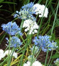 blue allium