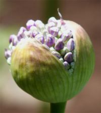 gladiator allium zone