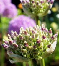 gladiator allium zone