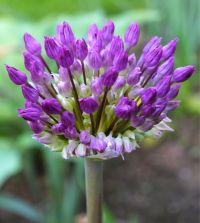 gladiator allium zone