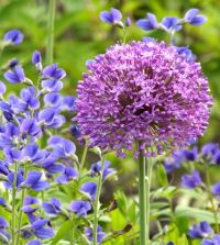 gladiator allium zone