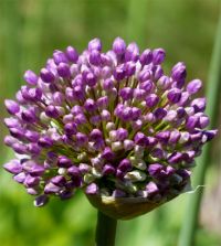 gladiator allium