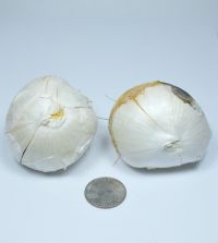 gladiator allium size