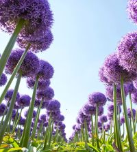 globemaster allium size