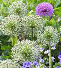 white alliums