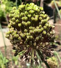 allium forelock