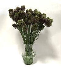 allium forelock