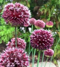 allium forelock