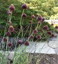 allium forelock