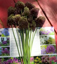 allium forelock