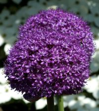 allium gladiator bloom time