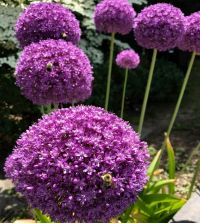gladiator allium zone