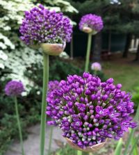 gladiator allium zone