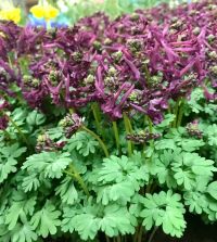 corydalis purple leaf