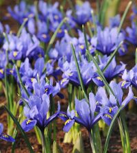 iris reticulata eyecatcher