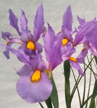 do dutch iris come back