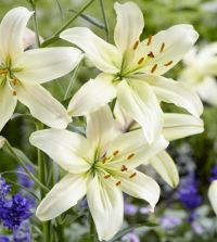 lilly white pinner