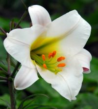 lilium regale