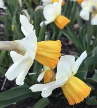 orange comet daffodil