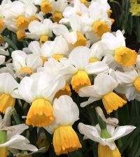 orange comet daffodil