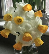 orange comet daffodil