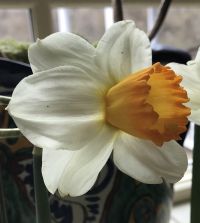 orange comet daffodil