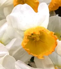 orange comet daffodil