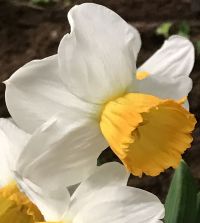 orange comet daffodil