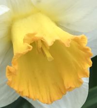 orange sunset daffodil