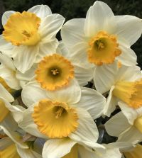 orange sunset daffodil