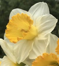 orange sunset daffodil