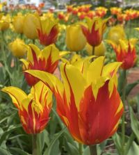 tulip red wing