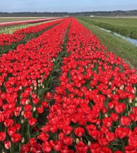 red impression tulips