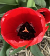 red impression tulips