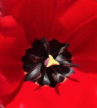 red impression tulips