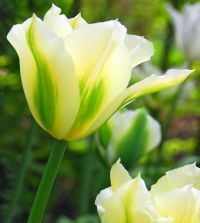 green tulip