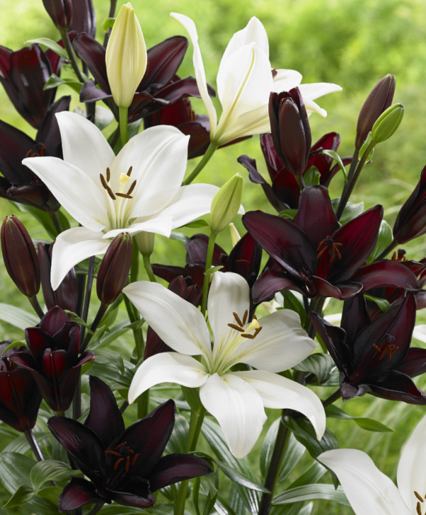 Lilies - Flower Bulb Index