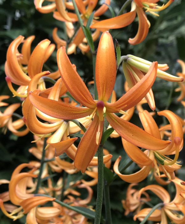 Lilies - Flower Bulb Index