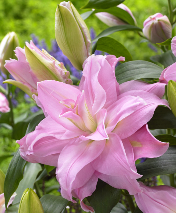 Lilies - Flower Bulb Index
